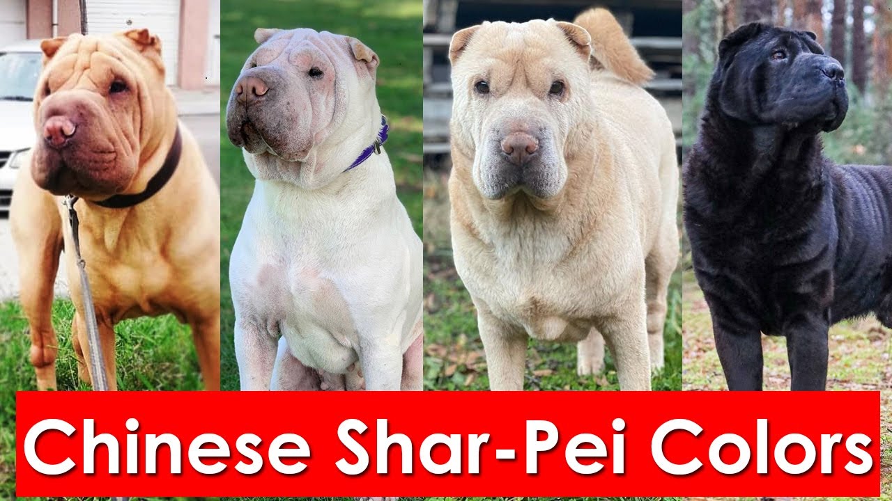 Most popular Chinese Shar-Pei Colors and their pattern You Probably Didn't Know About