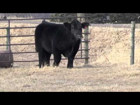 Fluffy Cows Are Udderly Adorable – Rania's Random Corner….