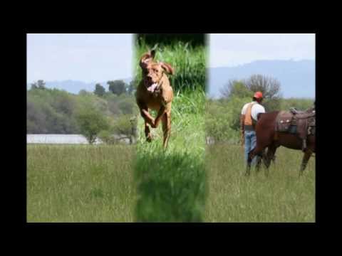 Onpoint Vizsla Hunting & Earning AKC Title