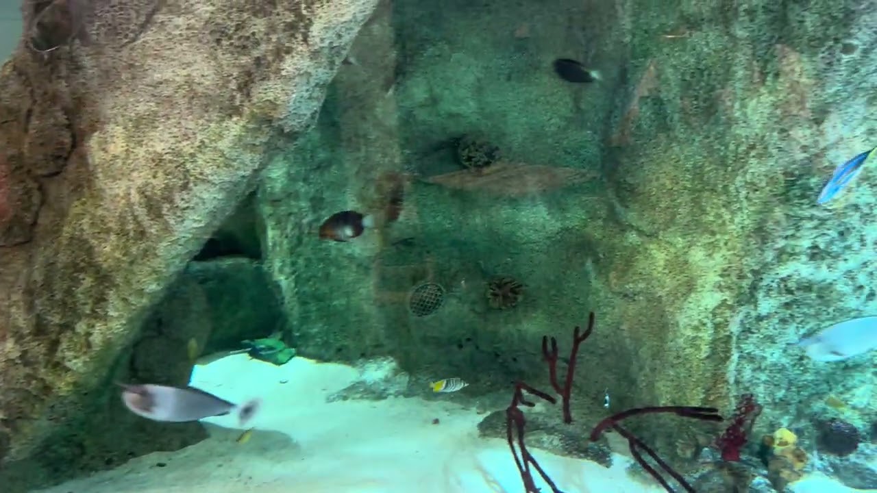 Magic Cat GIF by Sticker Book iOS GIFs - Find & Share on GIPHY 😐️🤑