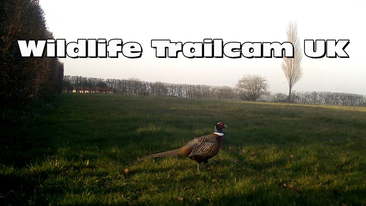 The polecat is back! Trail camera Thursday