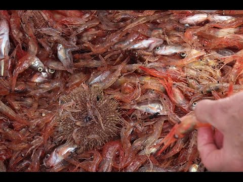 Collecting fish samples with the beam trawl – Marianne Falardeau