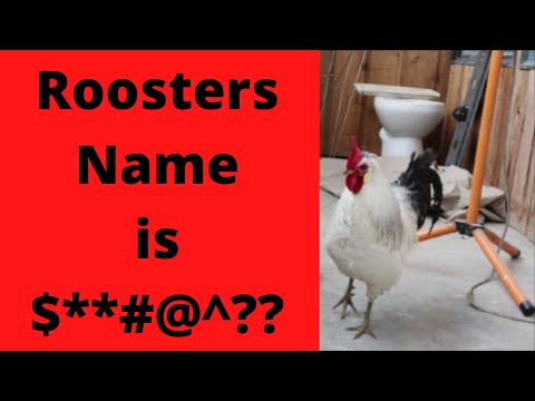 The Roosters name is .....