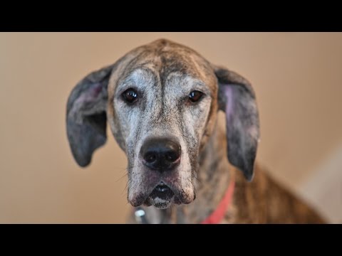 75 Best Great Dane Names and Their Meanings🐾🐾🐾