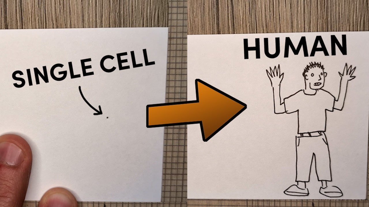 I made a flipbook of human evolution