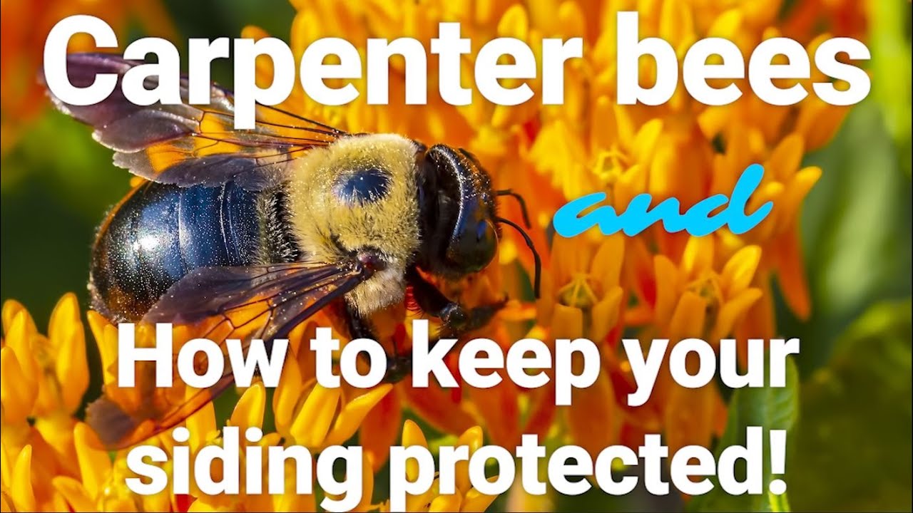 Carpenter Bees | Prevent, Identify & Protect Your Siding