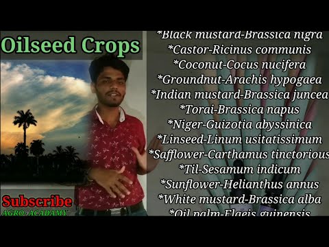 Oilseed Crops ll Botanical Name &Family Of All Oilseed Crops,Oilseed Crop With Botanical Name&Family