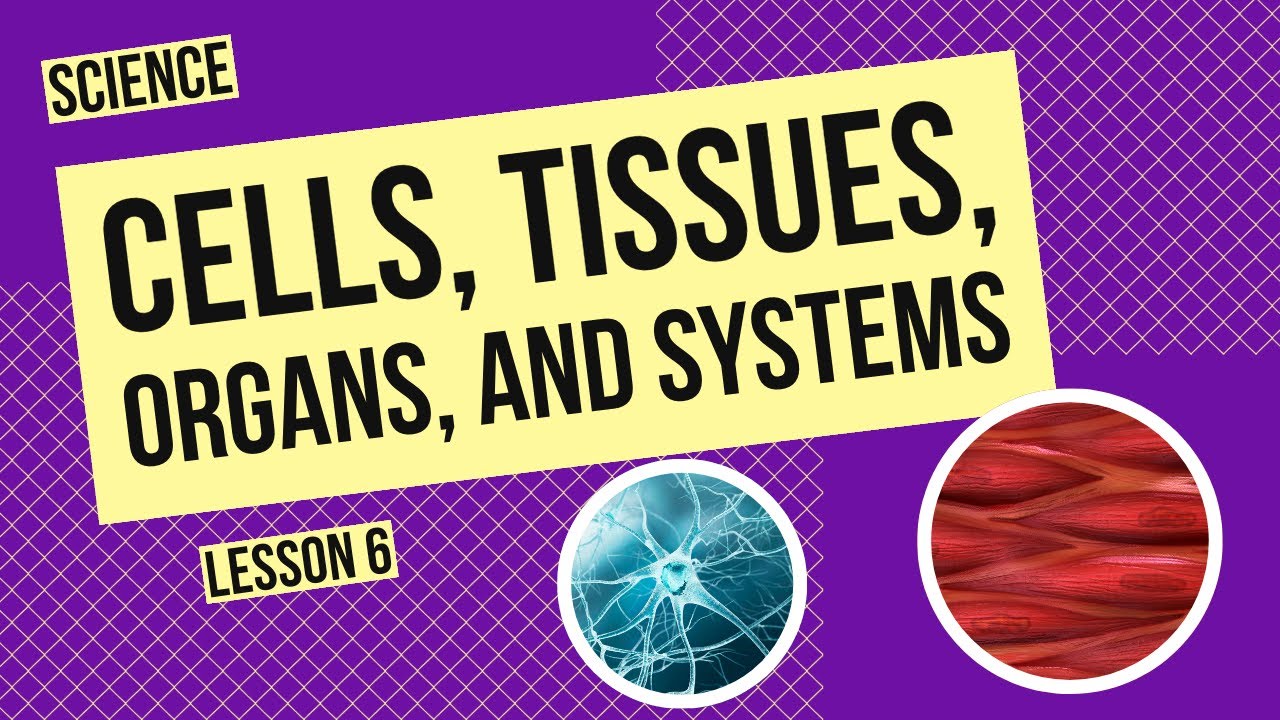 Cells, Tissues, Organs, and Systems