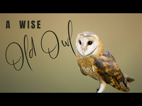 A WISE OLD OWL | ENGLISH RHYMES | online class school requirement
