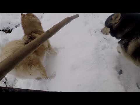 Huskies in the snow covered forest