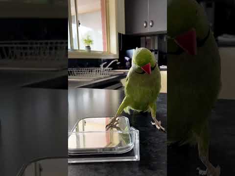 Adorable Parrot Plays Peek-a-Boo With Themselves!