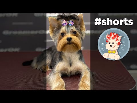 York Terrier Dog Grooming