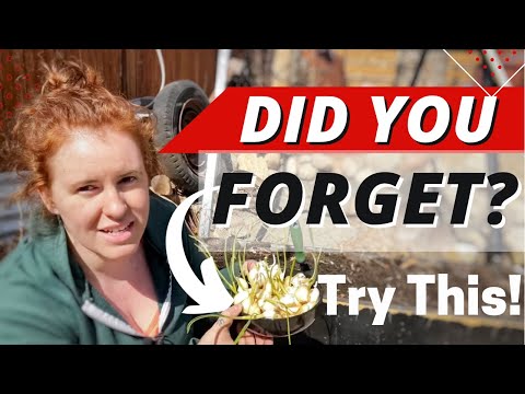Planting Garlic Cloves In Late Spring. How To Start ANY Clove Or Bulb Indoors Without Soil.