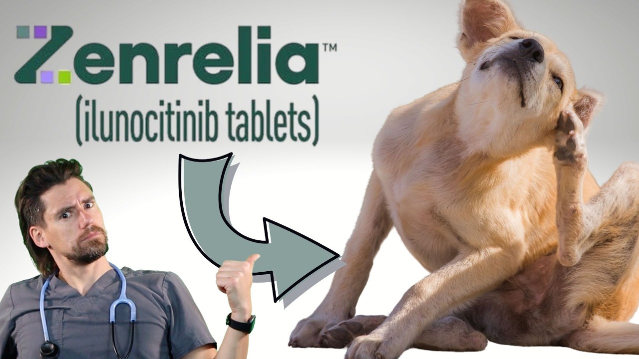 Stop the doggy itch from allergies with Zenrelia.  Dr. Dan explains this new drug.