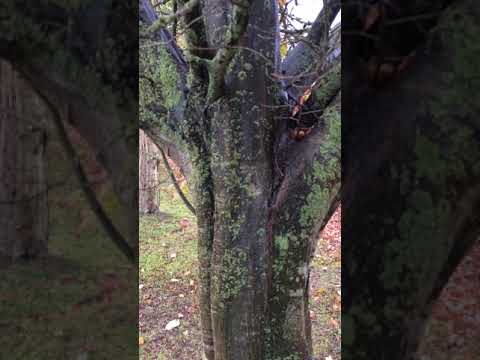 Hornbeam (Carpinus betulus) - tree - November 2017