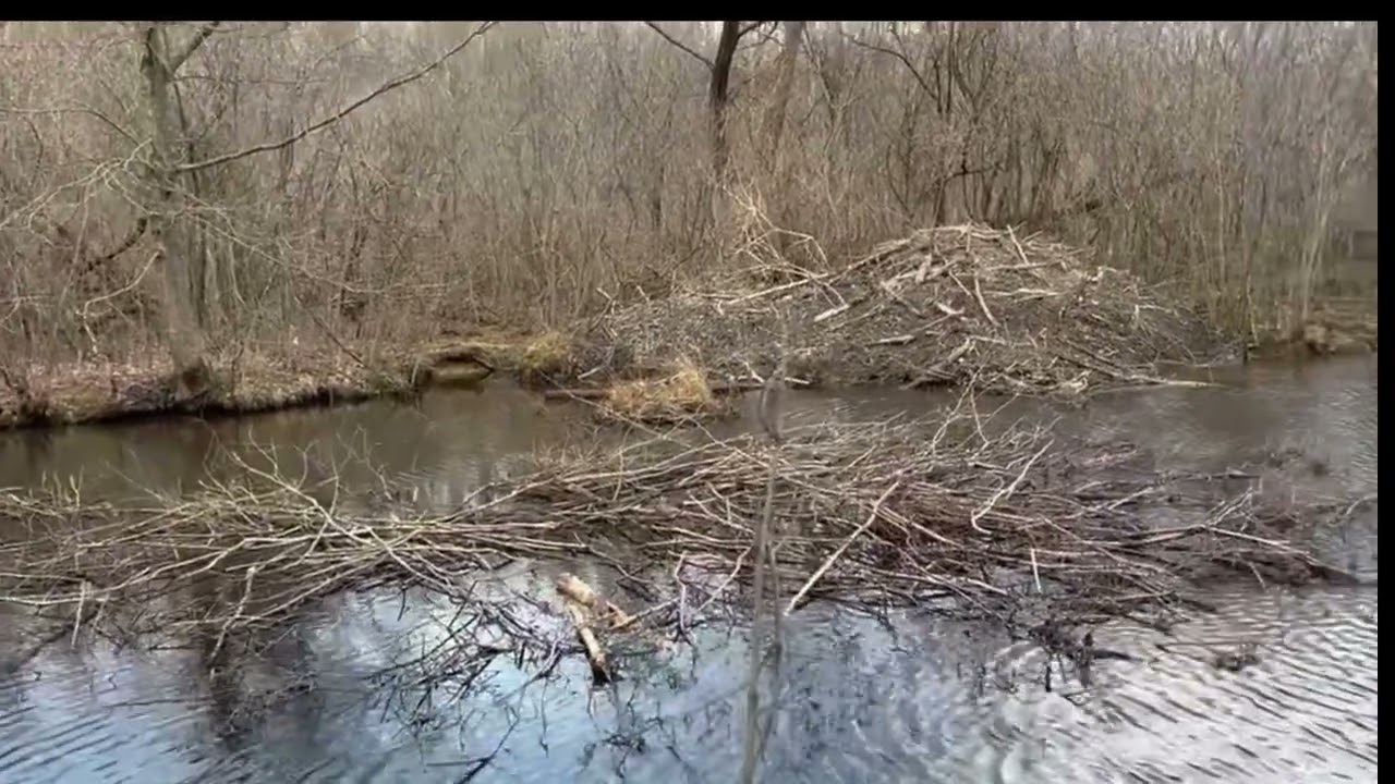 A Big Beaver Problem | Flooding & Tree Damage