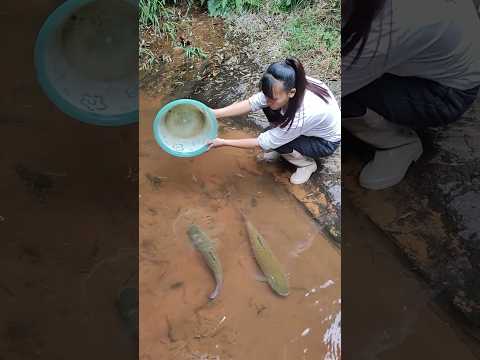 Paul cuffaro, fish trap homemade, catch em all fishing, freshwater fishing, easy diy
