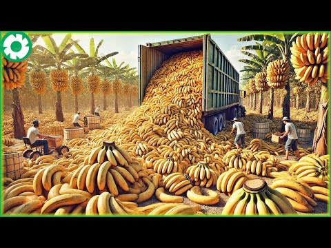 Bananas Mega Factory: Process Millions of Bananas Using Modern Technology | Agriculture Technology