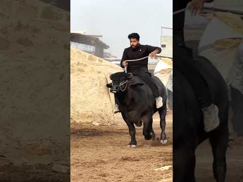 Bullfighter program to warr gya #cow #syedfahad