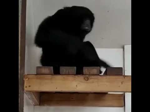 Steam Community :: Video :: monke