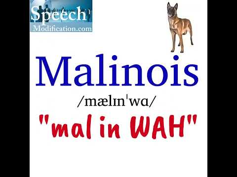 How to Pronounce Belgian Malinois