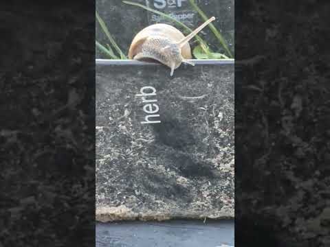 it are pet snail and do you gas what to name it