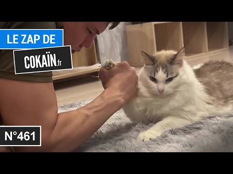 Le Zap de Cokaïn.fr n°461