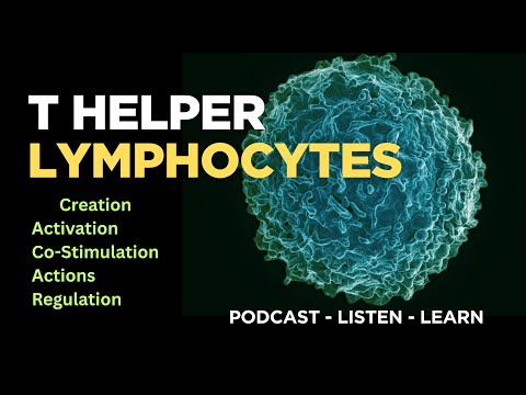 T Helper Lymphocytes