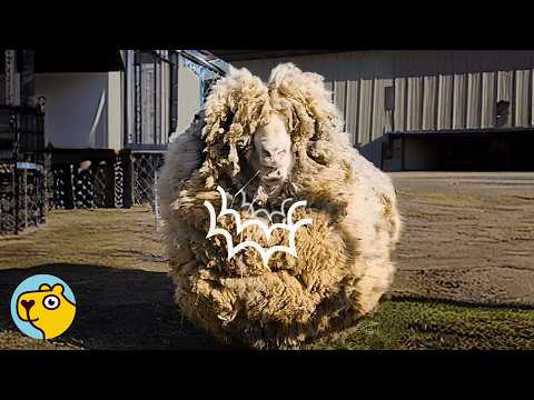 Neglected Sheep Finds a Home and Affection and Friends – Lee Duigon