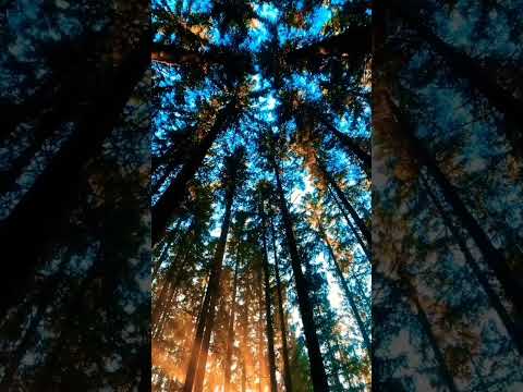 photography tree 🌴 #love #lofi #sadsong #video #viral #shayari #photography