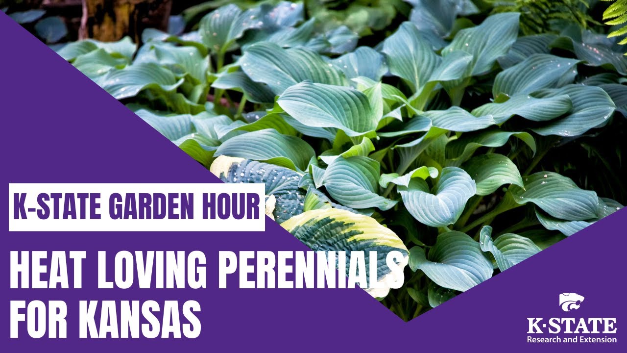 K-State Garden Hour: Heat Loving Perennials for Kansas