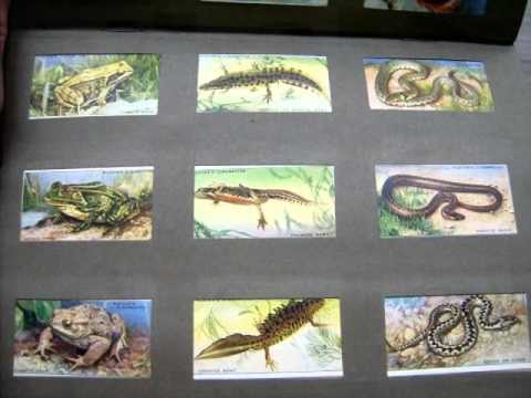 1930s Player's Cigarette Cards Slideshow for eBay