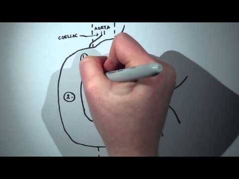 Duodenal Anatomy