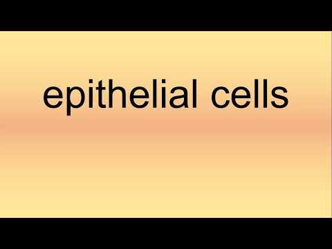 Epithelial Cells Pronunciation | How to Say | How to Pronounce