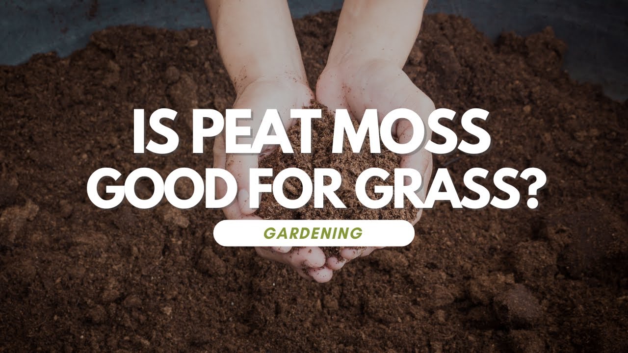 Is Peat Moss Good For Grass?