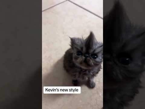Kevin the Cat with a Mohawk! #tiktok #tiktokmemes #catsoftiktok #cat