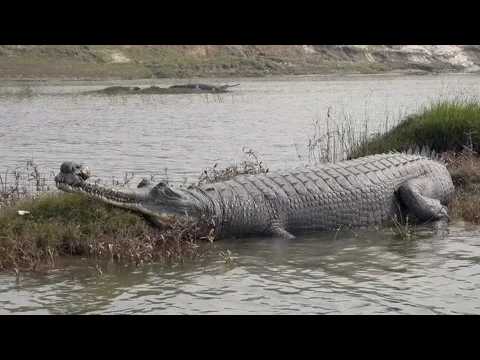 "The Last Crocodilian Survivor of a Lost Dinosaur Lineage"