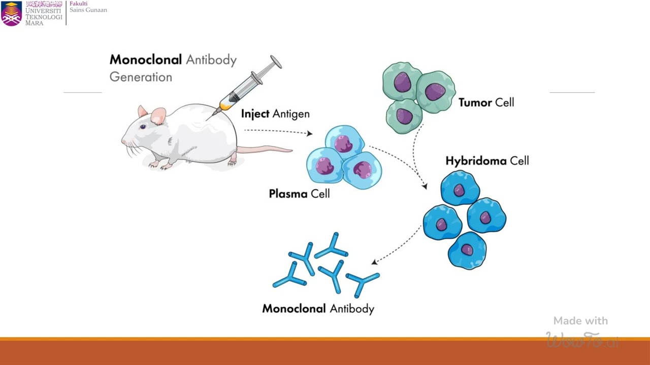 07 1 microbial identification immunological methods
