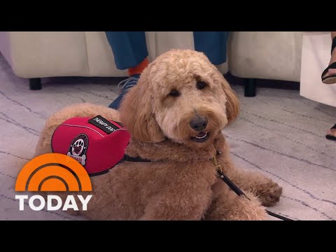Meet Chewie: The therapy dog supporting students’ mental health