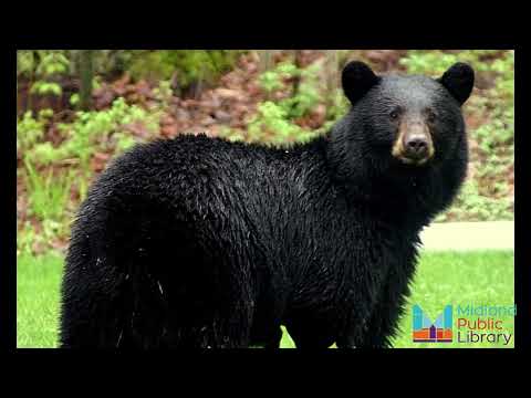 Know Your Local Species - Black Bears