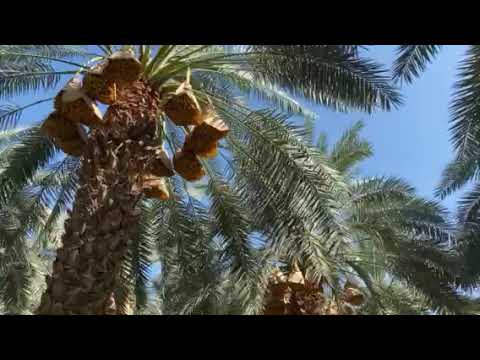 Coachella Dates Farms "Barhi Date" 2021