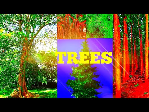 Uses of trees in ENGLISH clearly explained and we can learn the fact of the Trees.