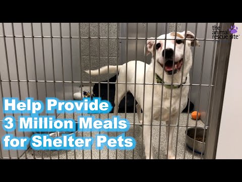 Shelter Bowl 2024: Feed Shelter Animals