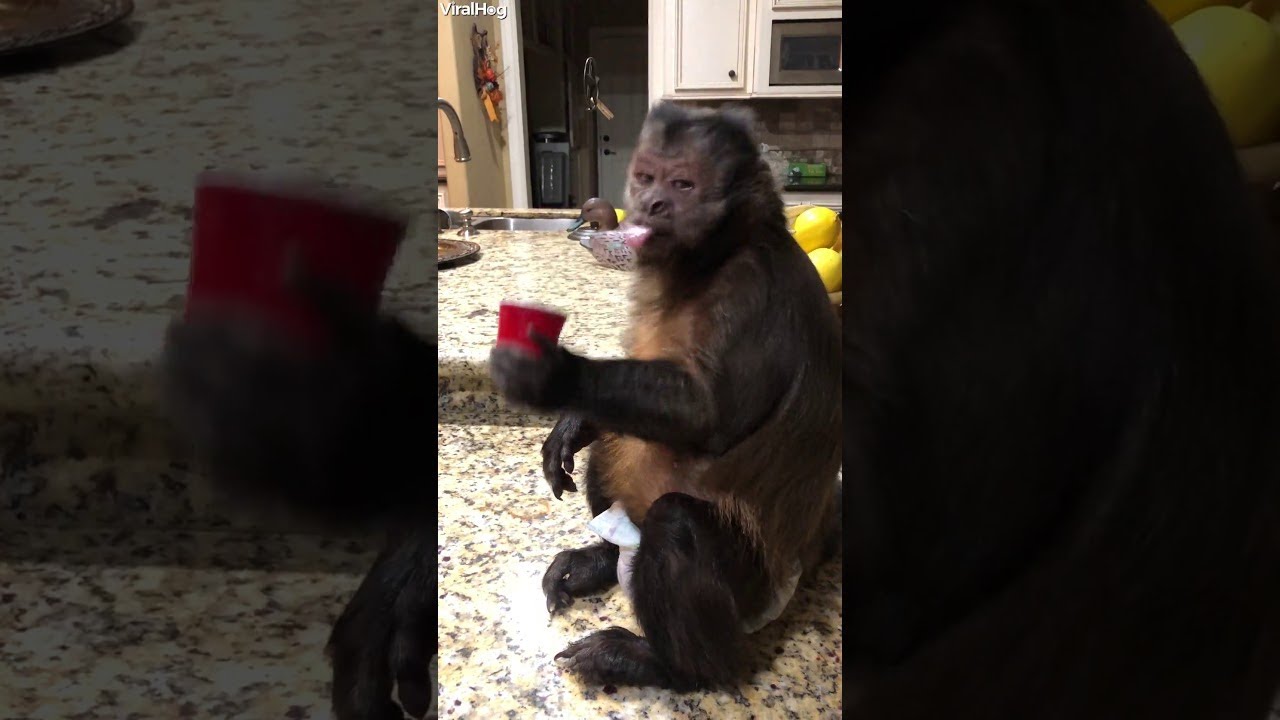 Thirsty Monkey Enjoys Favorite Treat || ViralHog