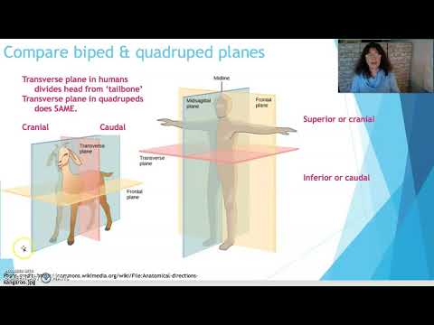D Quadruped anatomical planes