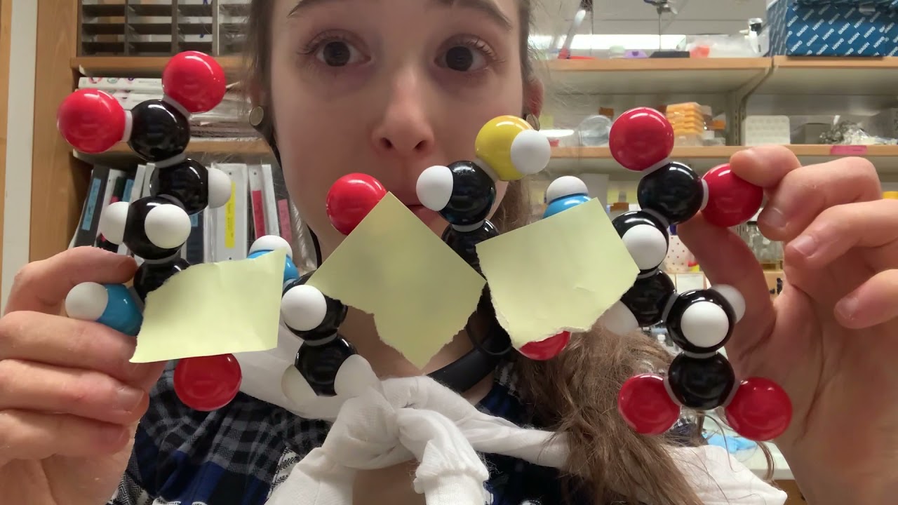 Amino acids to peptides to proteins - an overview of why amino acids are of *primary* importance