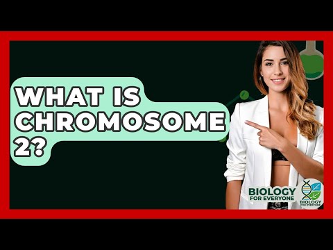 What Is Chromosome 2? - Biology For Everyone