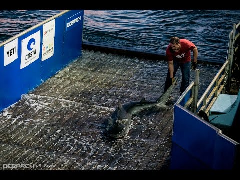 Lowcountry Expedition Weimar the Tiger Shark