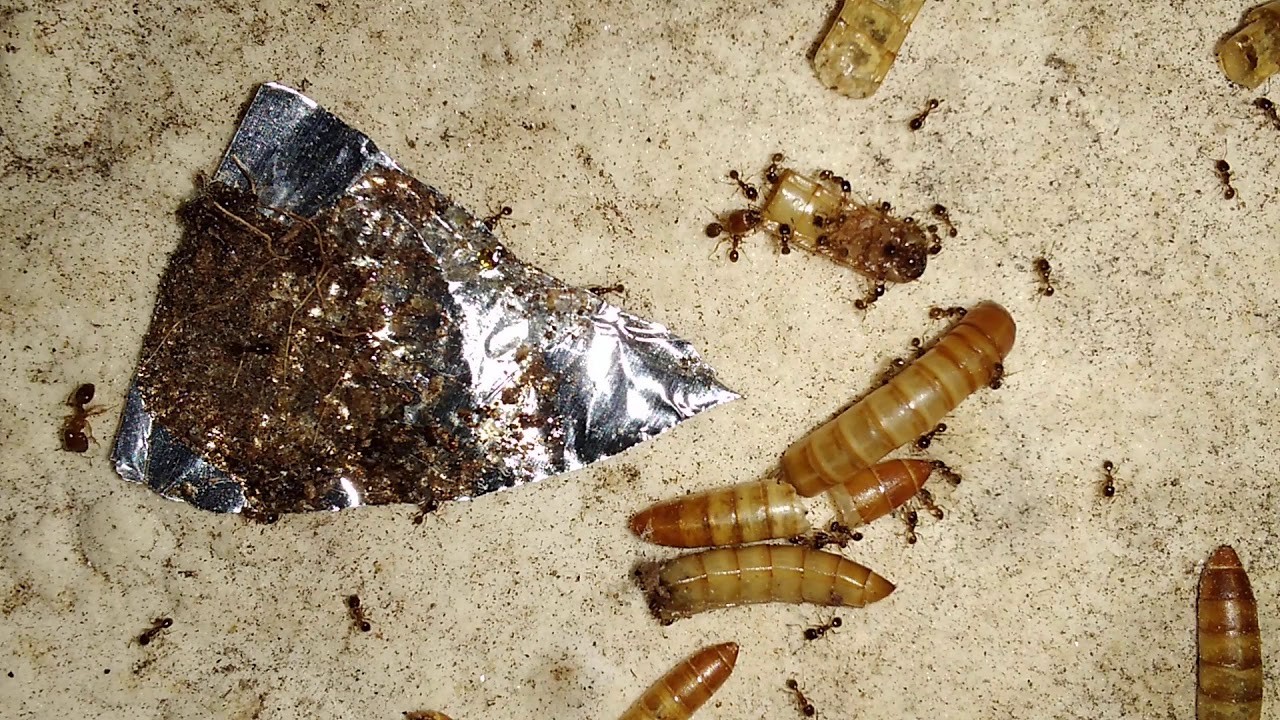 Pheidole timelapse