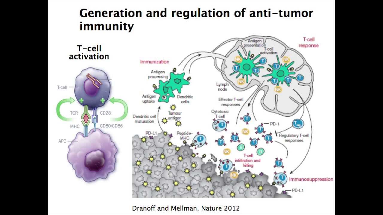 Immunotherapy - PD-1 and Beyond - Melanoma Education Symposium, Patrick Ott MD PhD